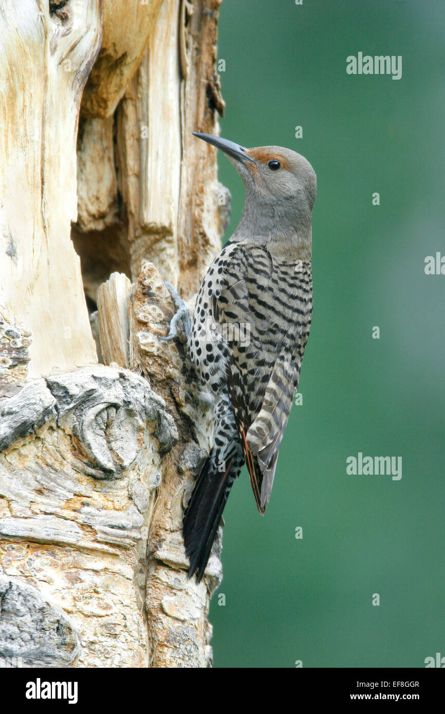 Northern Flicker (Red-shafted race) - Colaptes auratus - female Stock ...