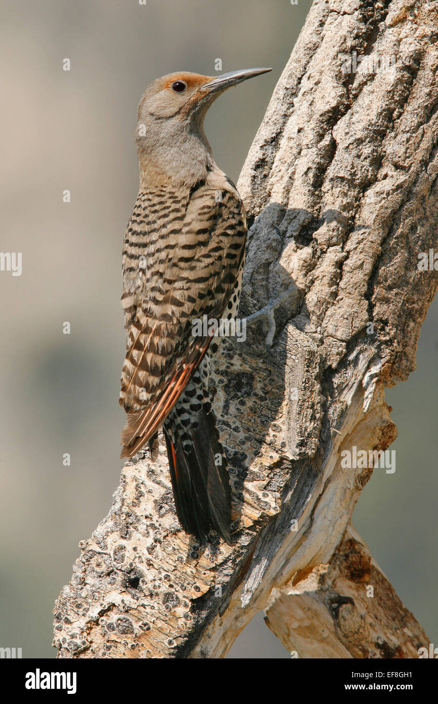 Northern Flicker Female How To Identify The Northern Flicker