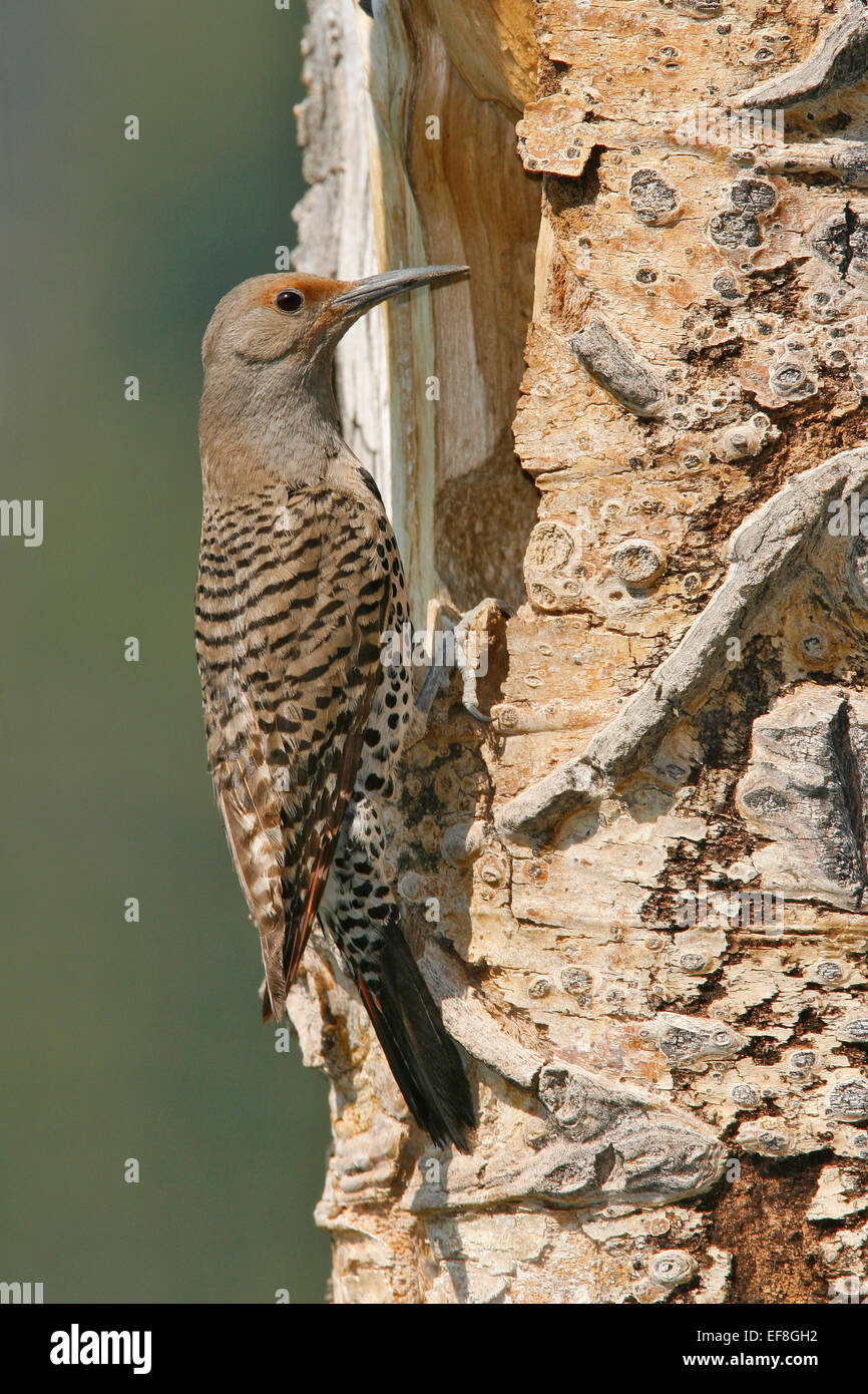 Northern Flicker (Red-shafted race) - Colaptes auratus - female Stock ...
