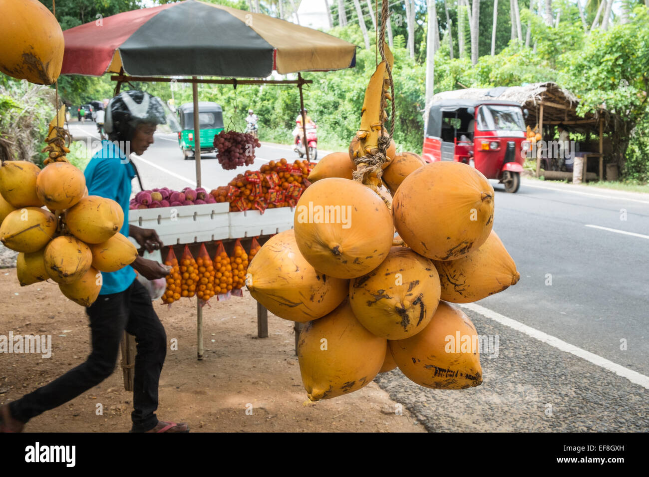 Fresh King coconuts bought for coconut water for sale from basic stall ...