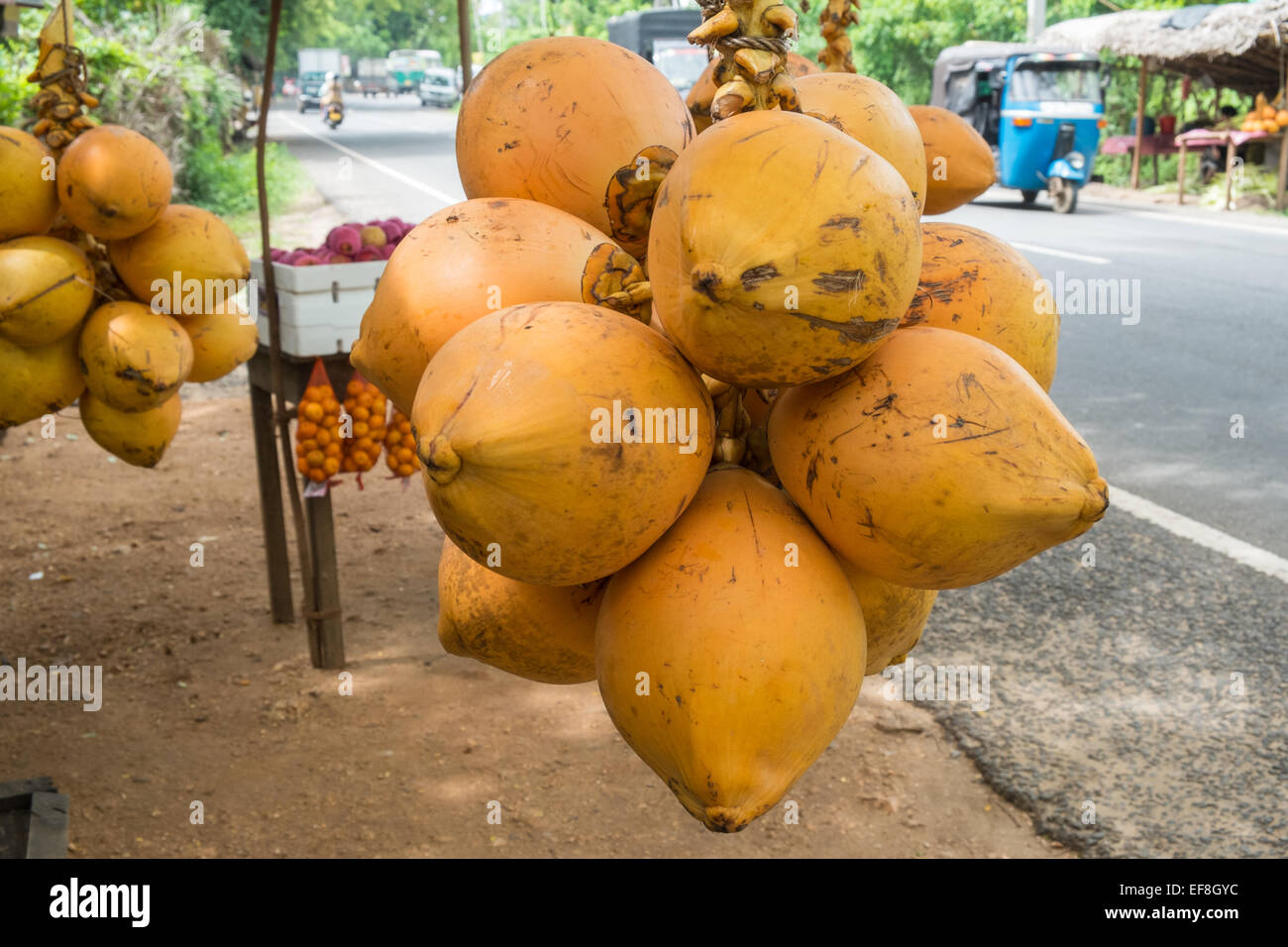 Fresh King coconuts bought for coconut water for sale from basic stall ...
