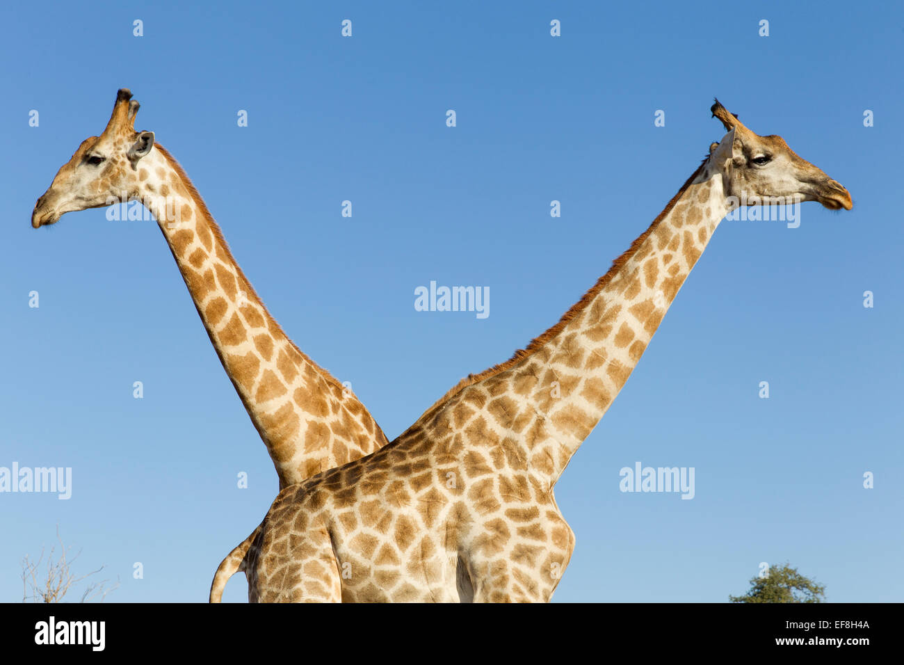 Two giraffes crossing hi-res stock photography and images - Alamy