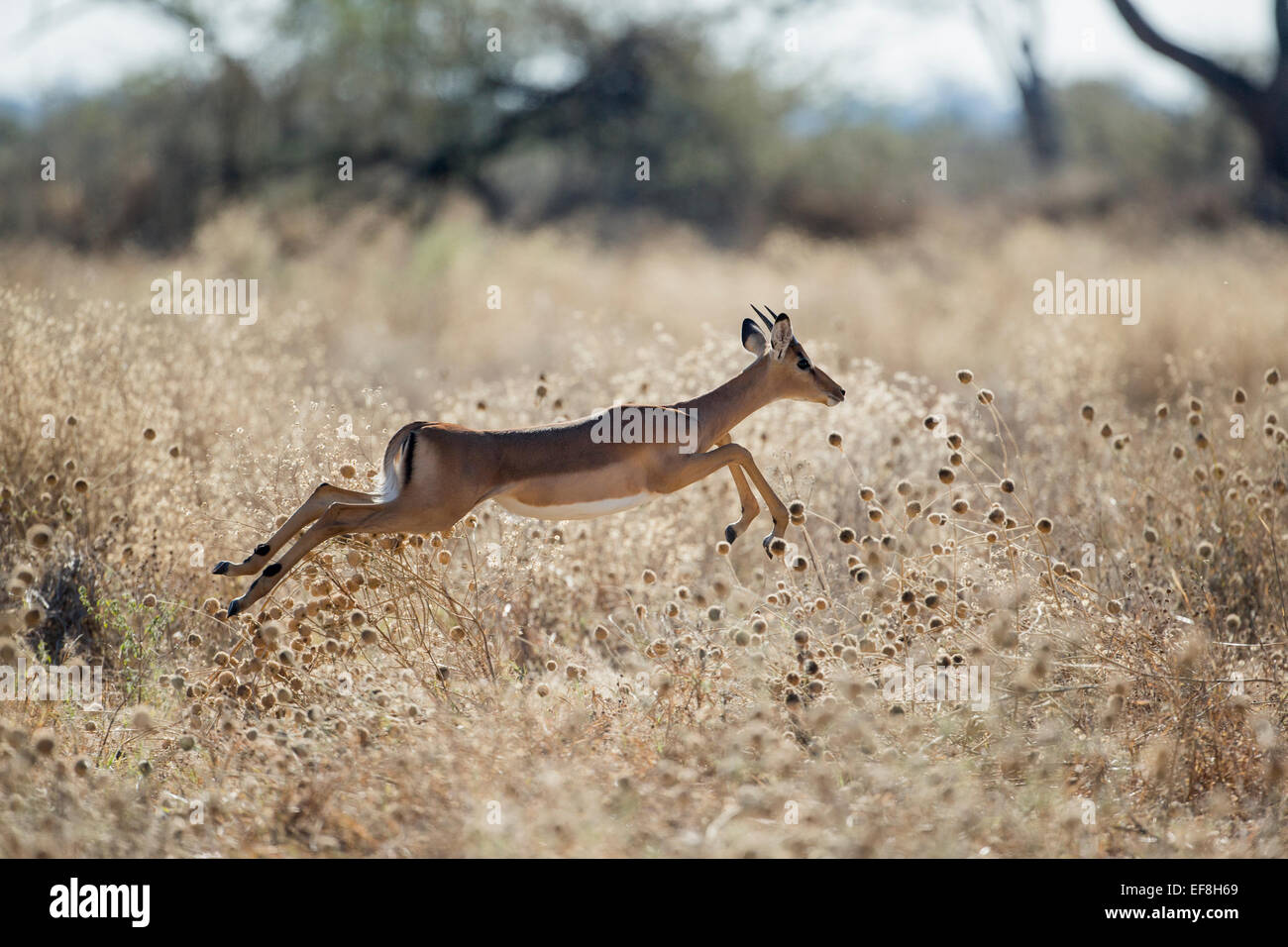 Leaping impala hi-res stock photography and images - Alamy
