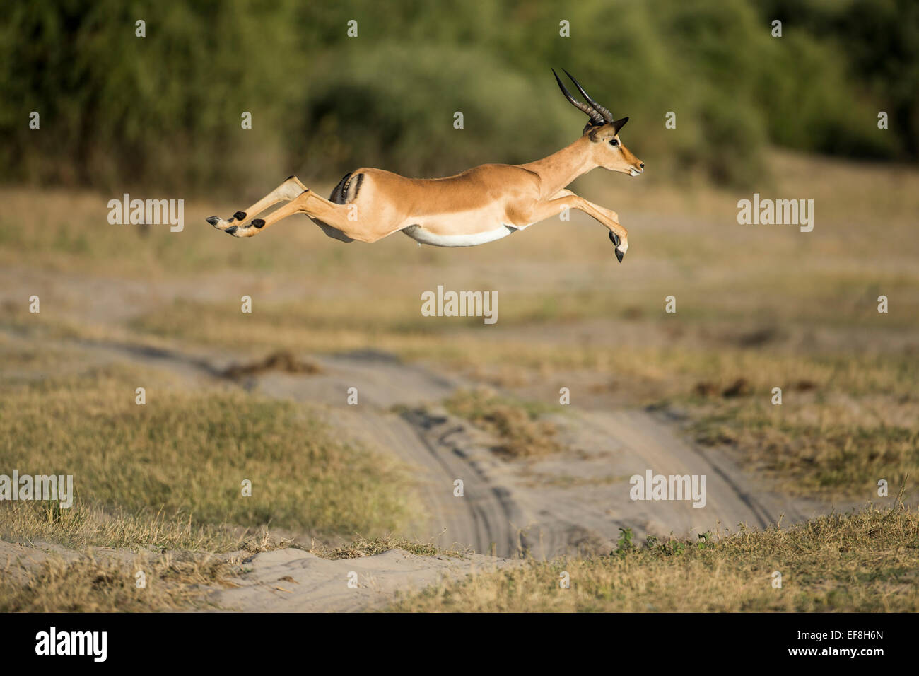 Impala jumping hi-res stock photography and images - Alamy