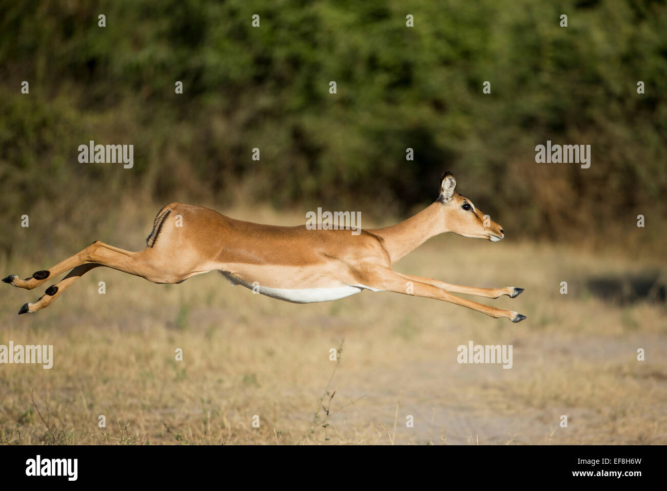Leaping impala hi-res stock photography and images - Alamy