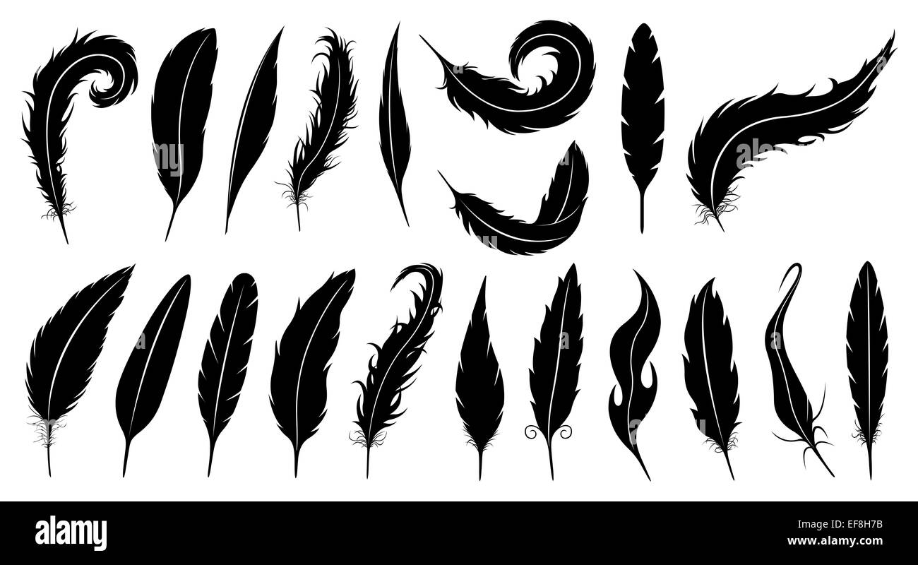 Set of different feathers isolated on white Stock Photo - Alamy