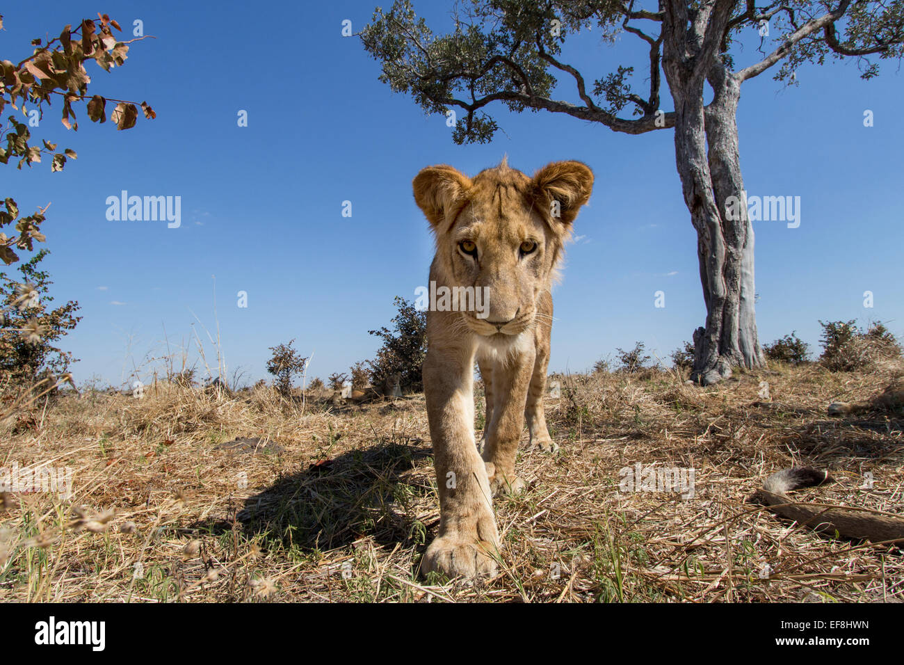 Lion cub approaching lioness hi-res stock photography and images - Alamy