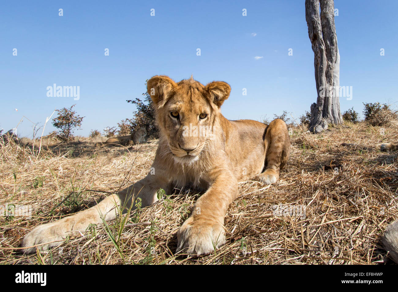 Lion resting under tree hi-res stock photography and images - Alamy