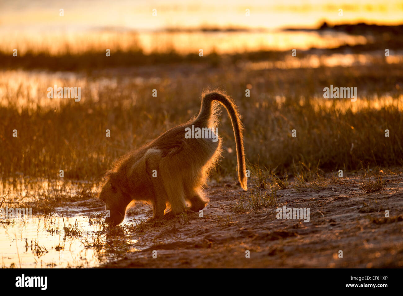 Baboon drinking water hi-res stock photography and images - Alamy