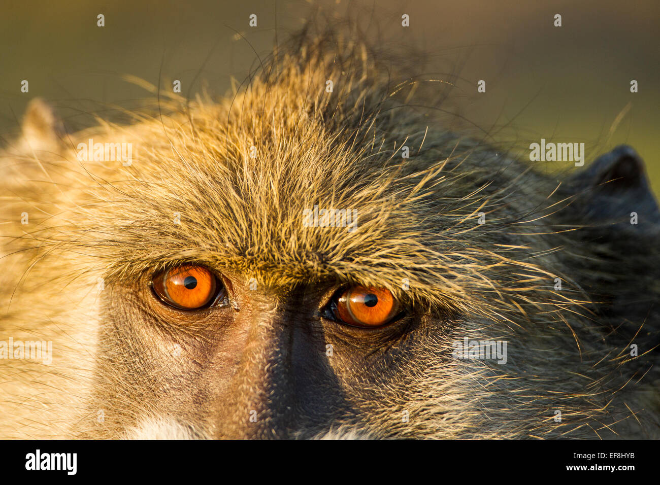 Wise baboon hi-res stock photography and images - Alamy