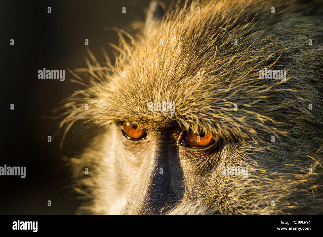 Wise baboon hi-res stock photography and images - Alamy