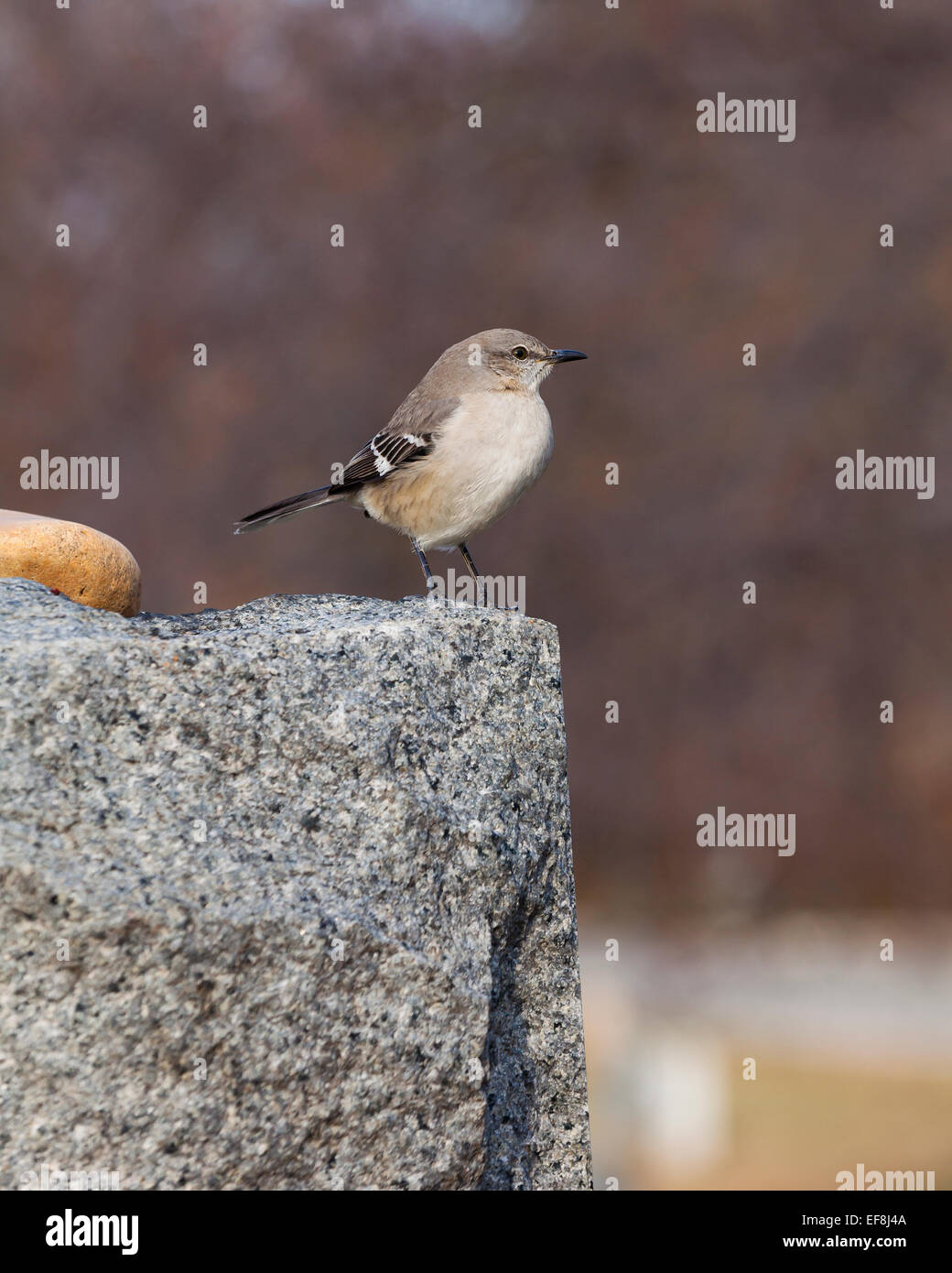 Alder flycatcher bird (Empidonax alnorum) - Maryland USA Stock Photo ...