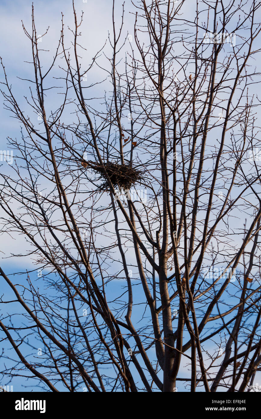 Empty bird's nest in dormant tree branch - Virginia USA Stock Photo - Alamy