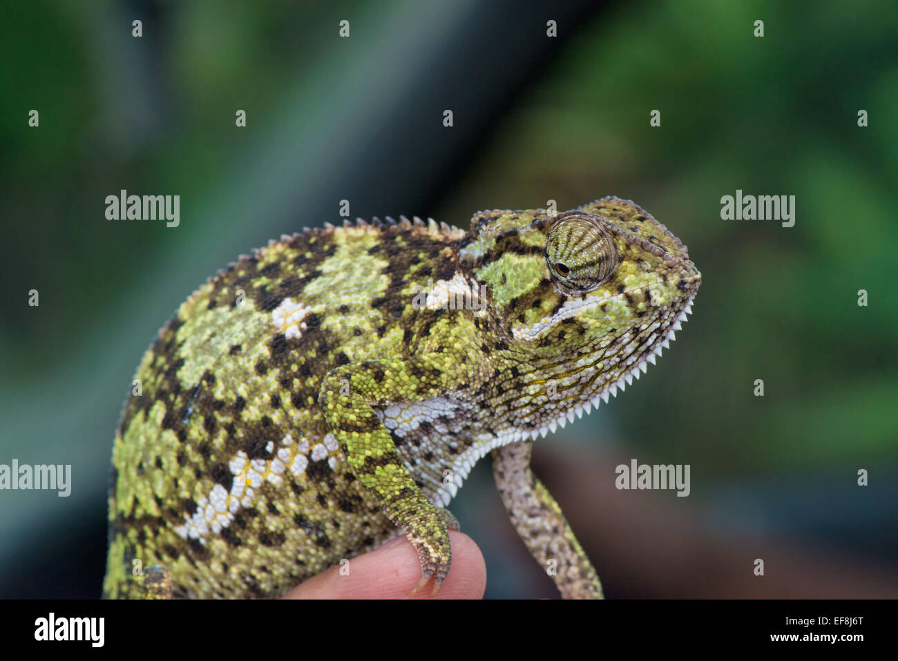 Chameleon change color hi-res stock photography and images - Alamy