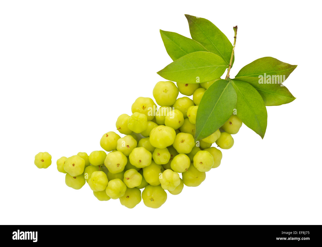 Star gooseberry isolated on white background Stock Photo - Alamy