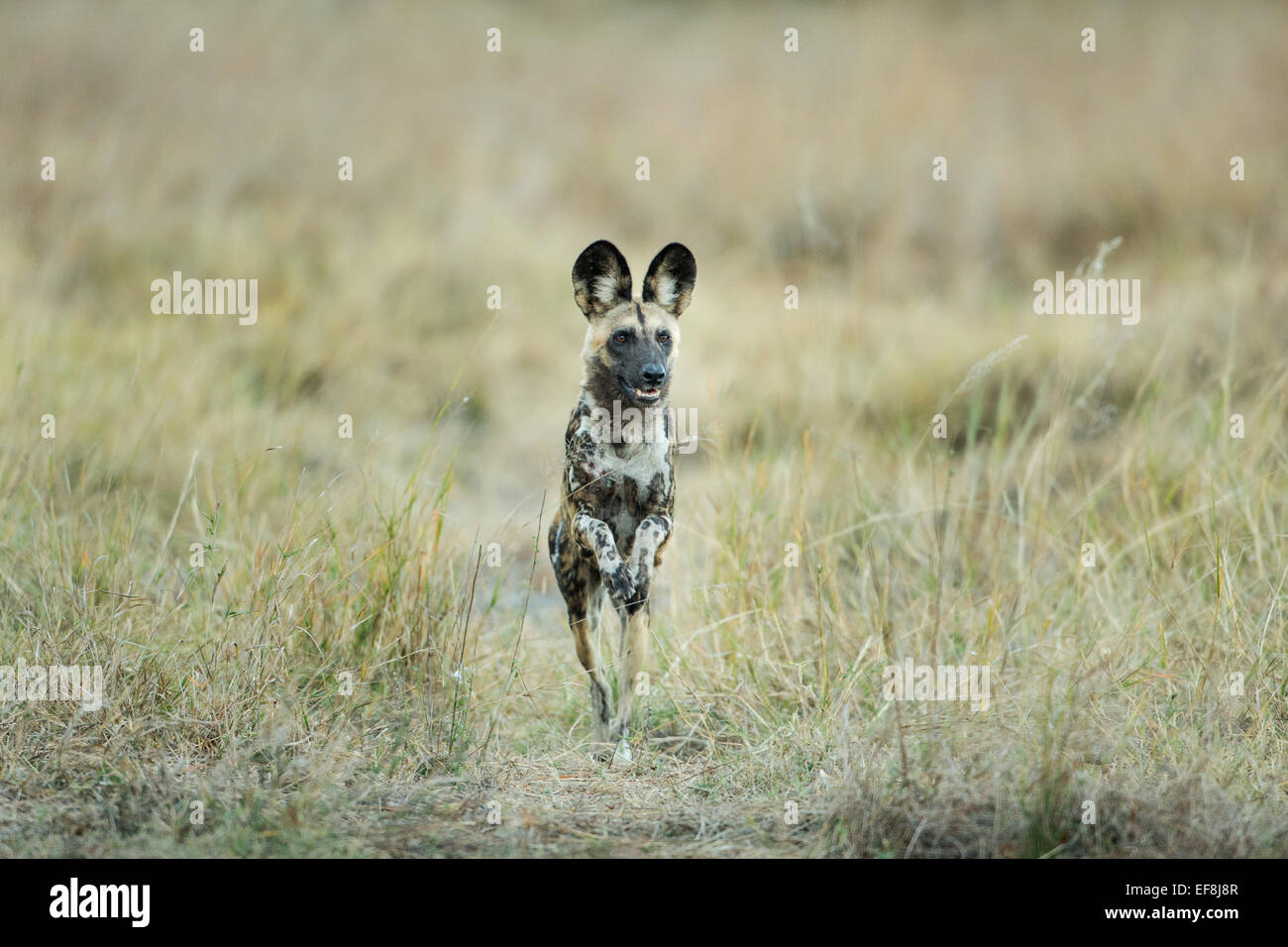 Africa, Botswana, Moremi Game Reserve, Wild Dog (Lycaon pictus) running ...