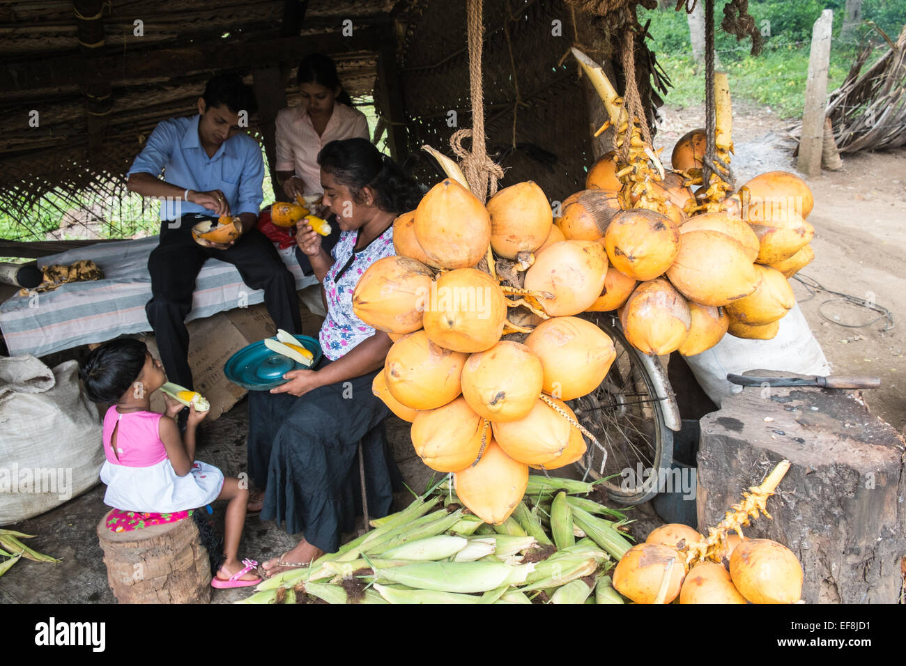 Coconut family sri lanka hi-res stock photography and images - Alamy
