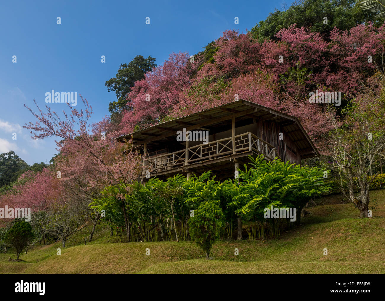 Beautiful Cherry Trees at Khun Chang Kien, Chiang Mai, Thailand Stock ...