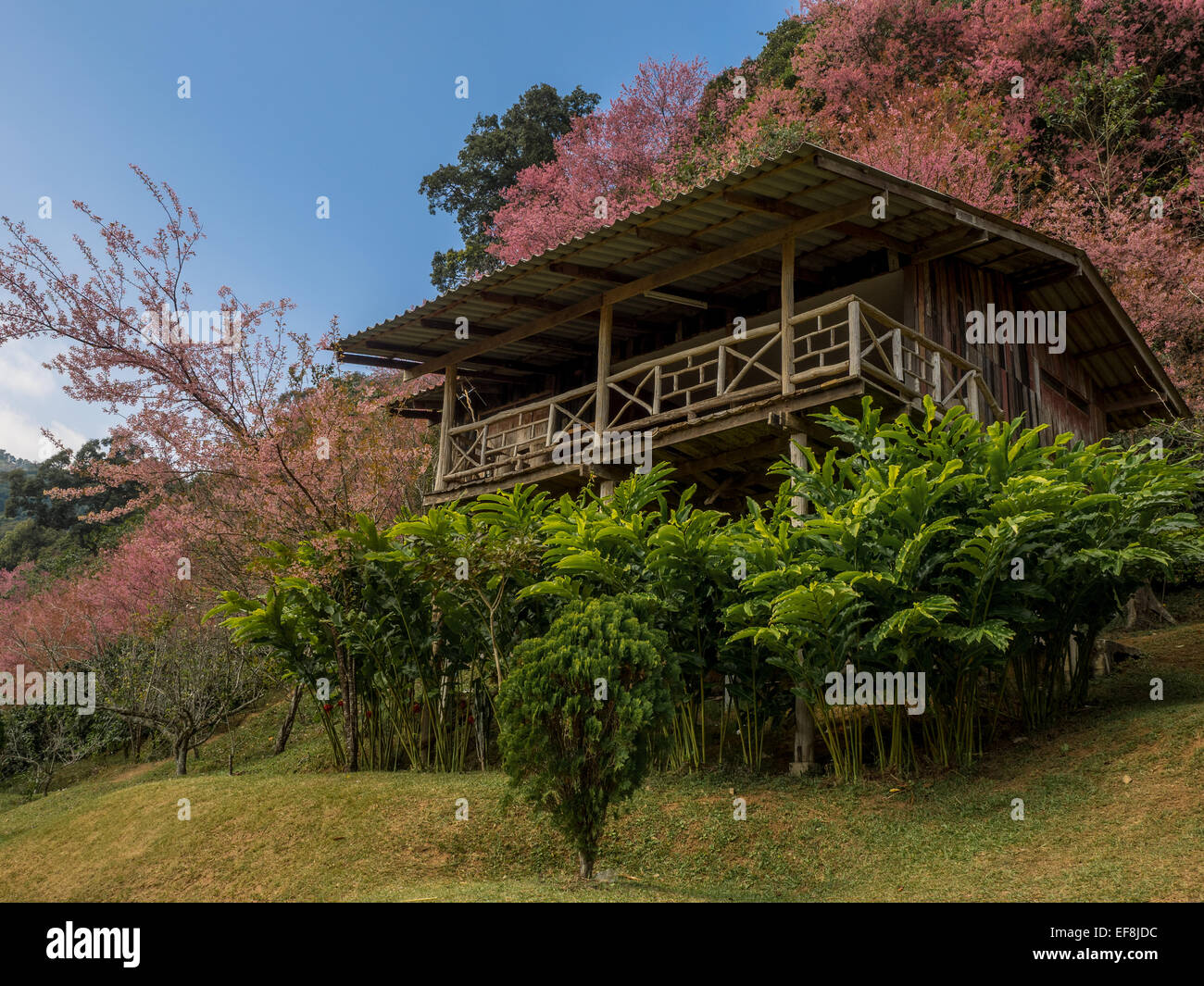 Beautiful Cherry Trees at Khun Chang Kien, Chiang Mai, Thailand Stock ...