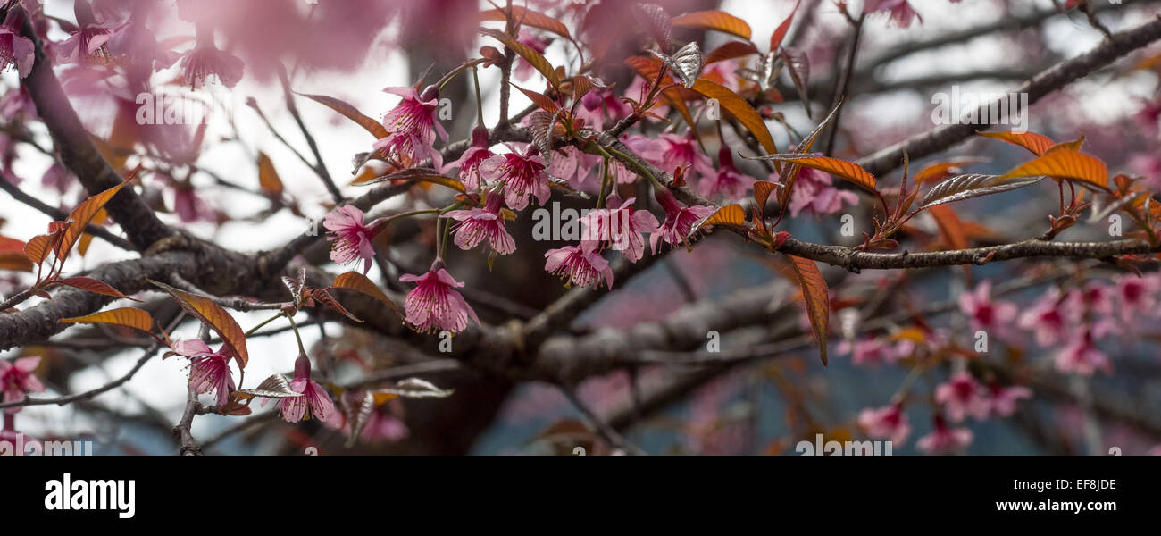 Beautiful Cherry Trees at Khun Chang Kien, Chiang Mai, Thailand Stock ...