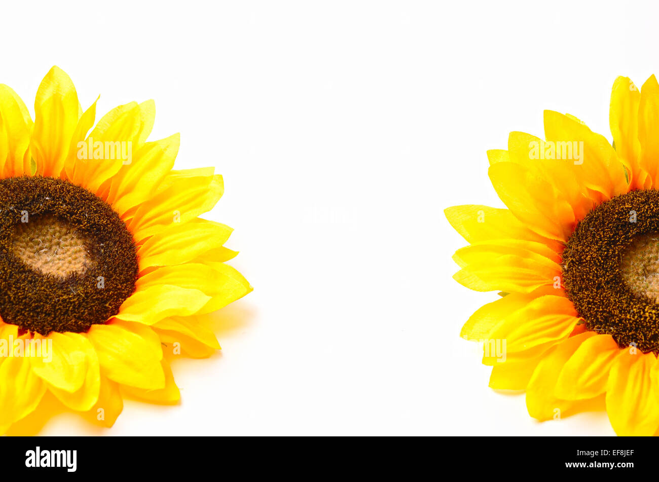 Two sunflowers on a white background Stock Photo - Alamy