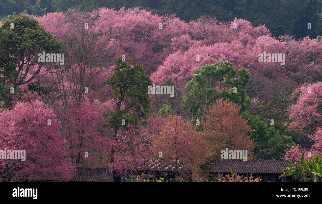 Chiang mai thailand branch hi-res stock photography and images - Alamy