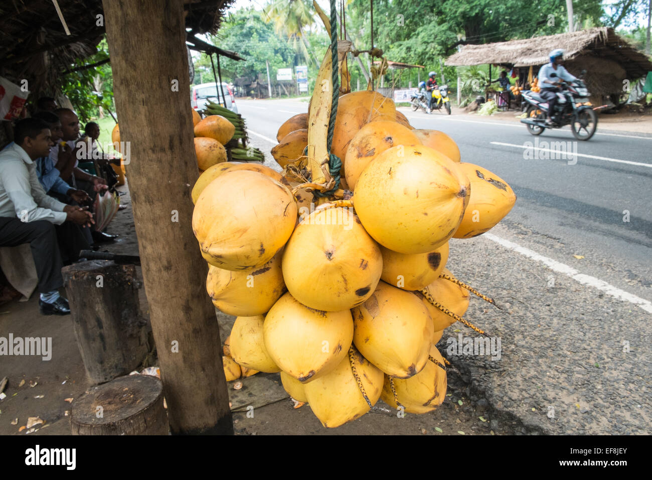 Fresh King coconuts bought for coconut water for sale from basic stall ...