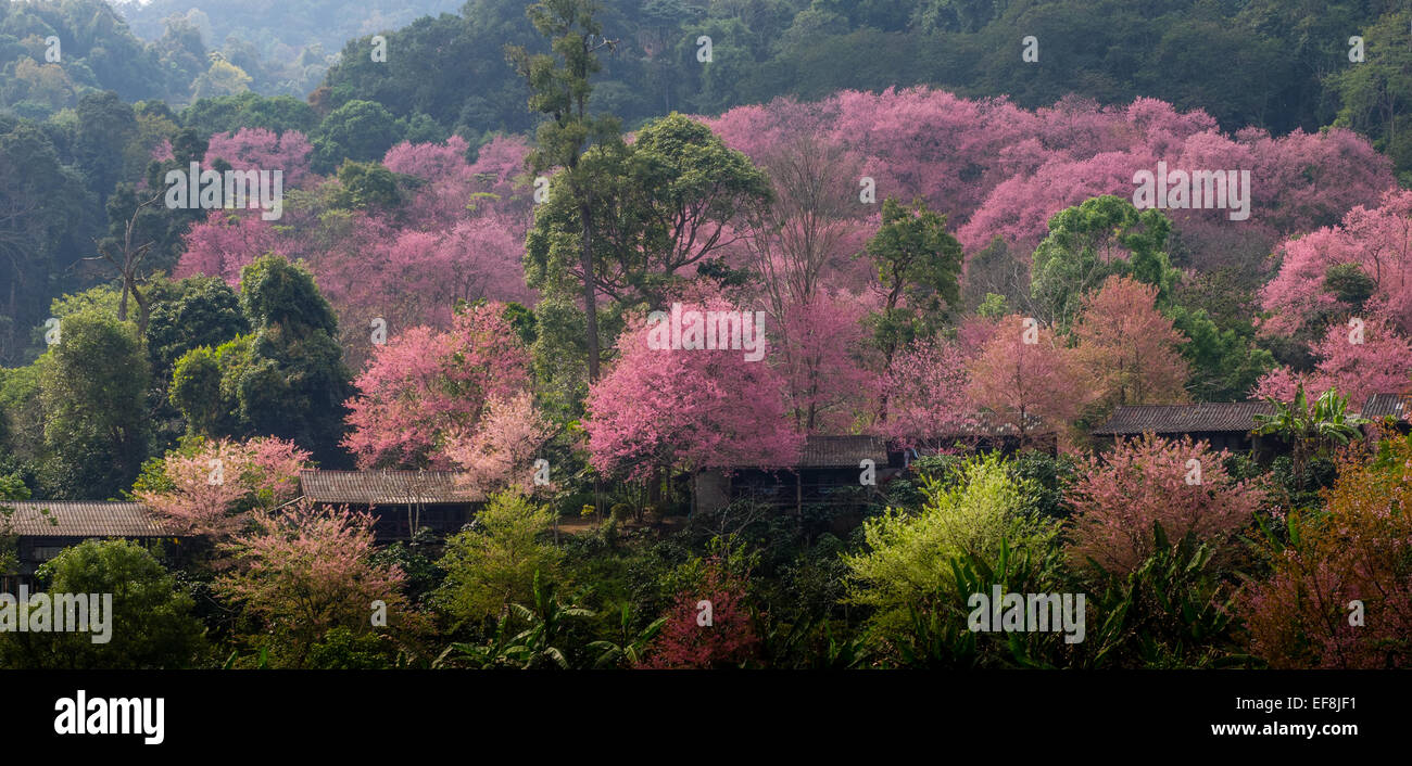 Pink cherry blossom trees thailand hi-res stock photography and images ...