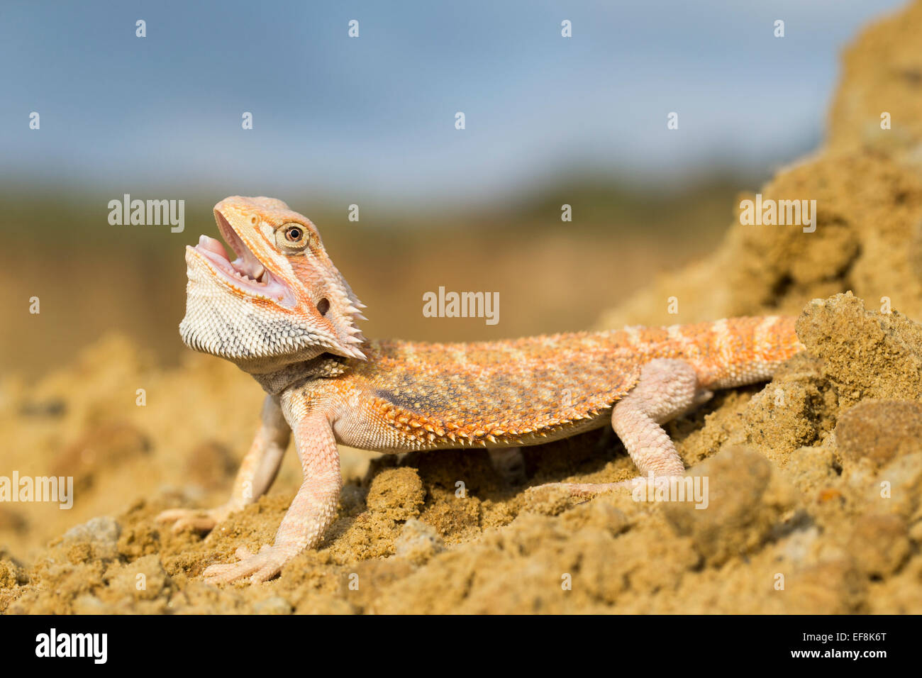Central Bearded Dragon, pogona vitticeps Stock Photo - Alamy