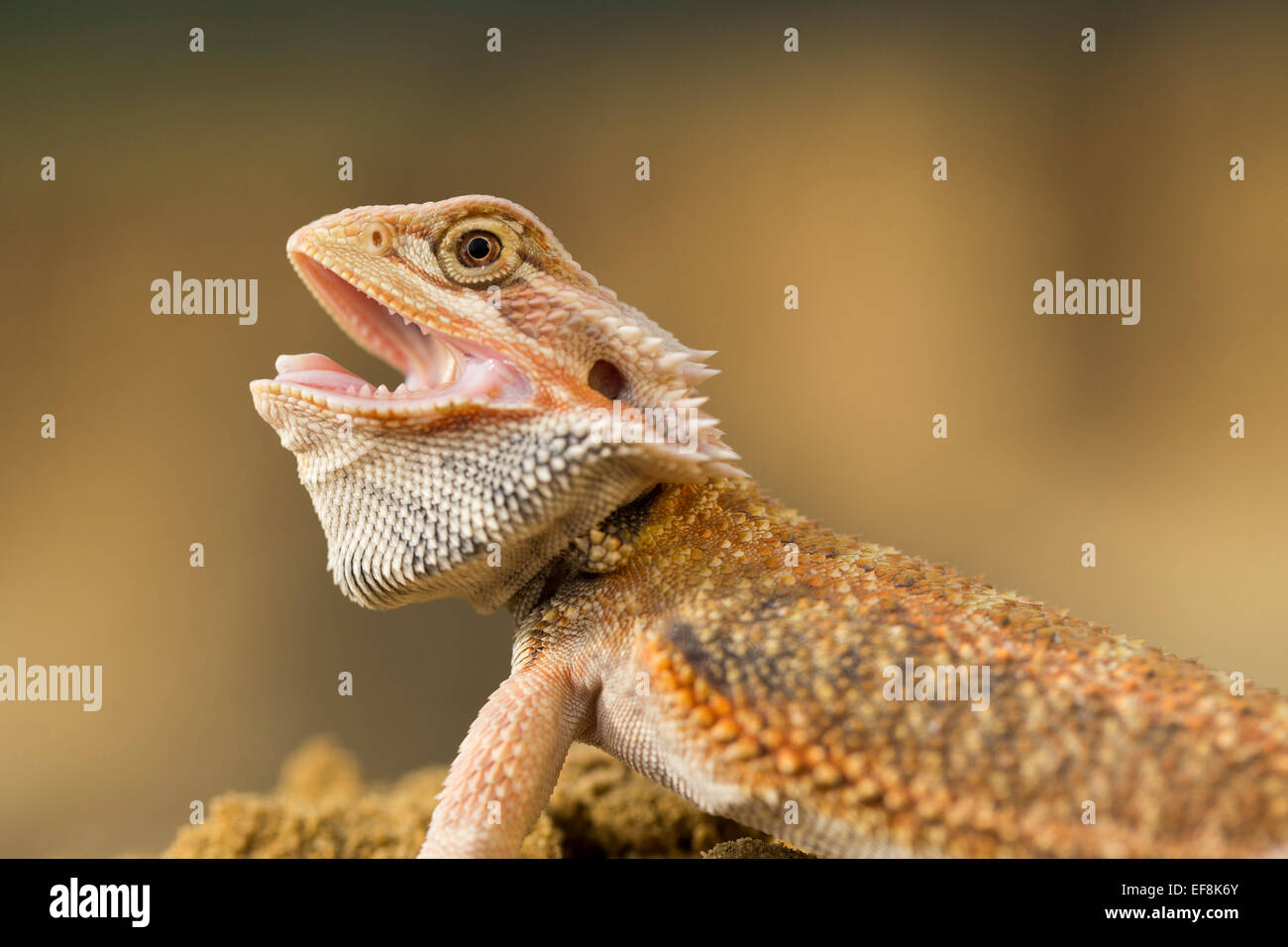 Central Bearded Dragon, pogona vitticeps Stock Photo - Alamy