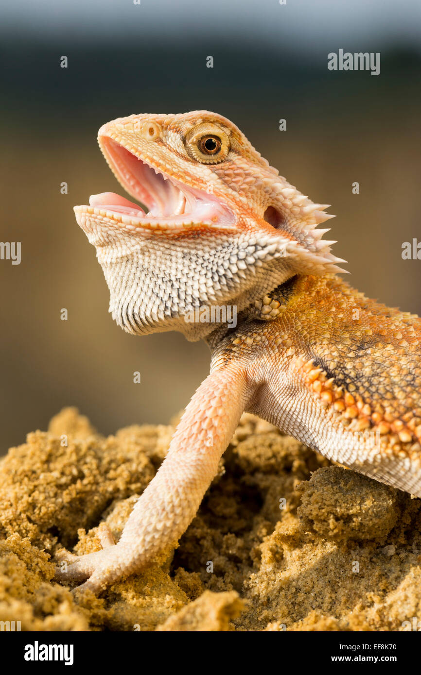 Central Bearded Dragon, pogona vitticeps Stock Photo - Alamy