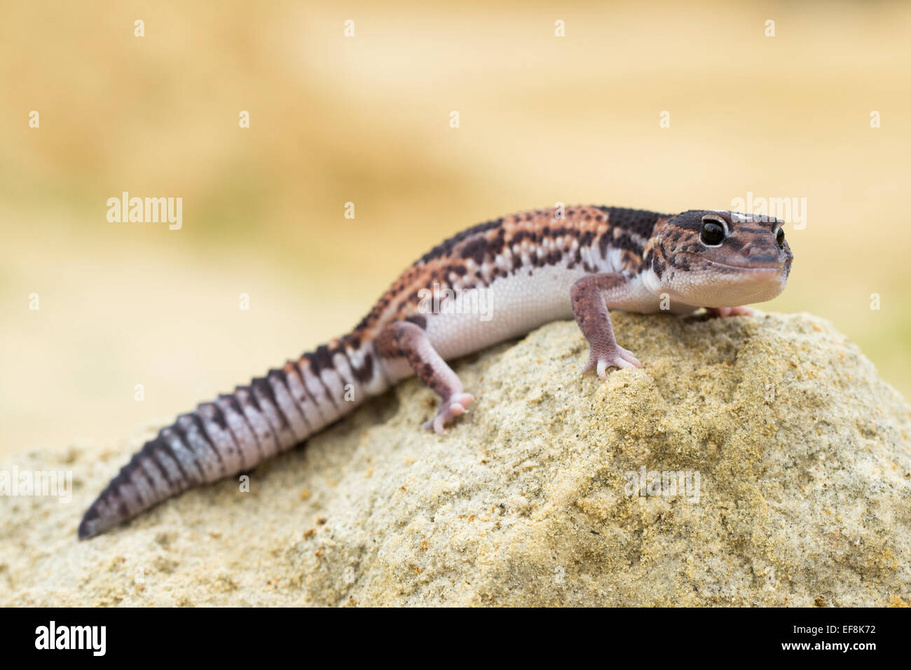 Fat tail gecko hi-res stock photography and images - Alamy