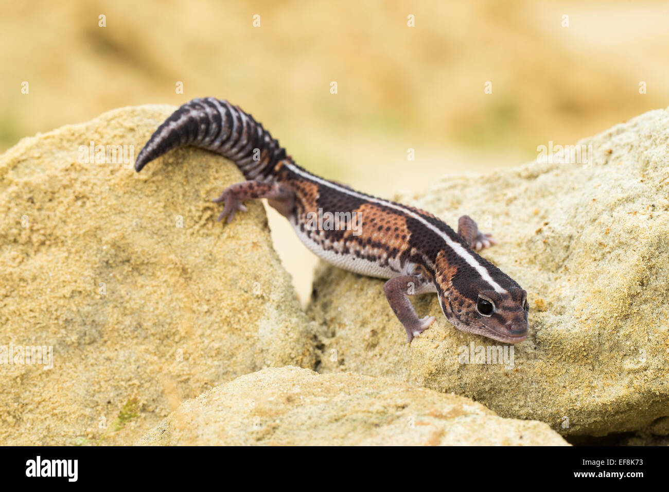 Fat tail gecko hi-res stock photography and images - Alamy