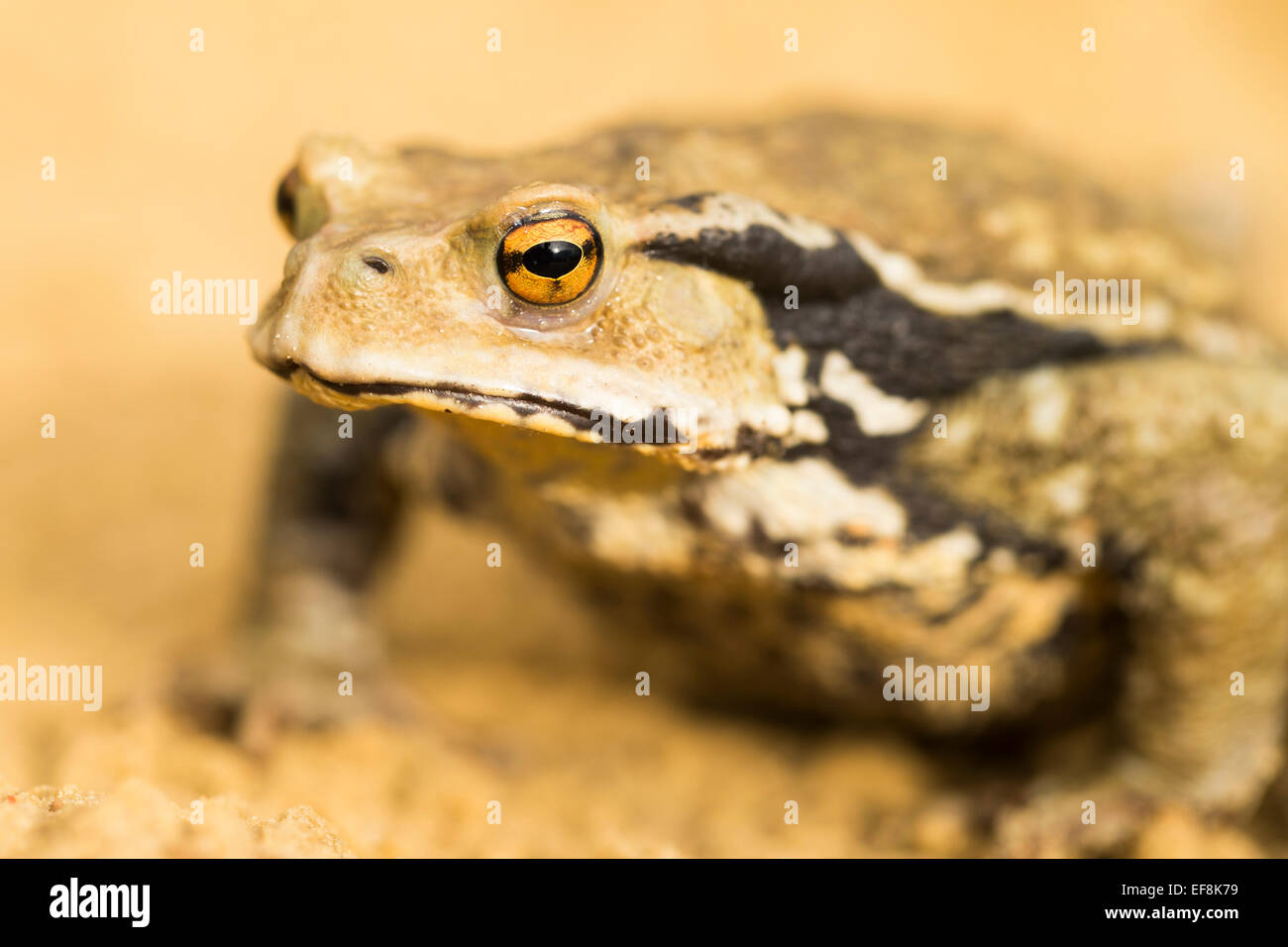 Bufo japonicus hi-res stock photography and images - Alamy