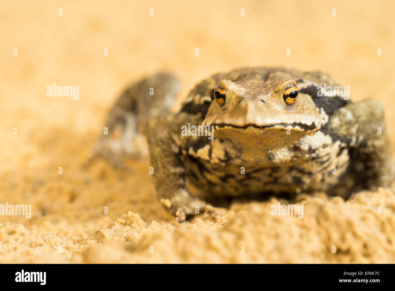 Japanese toad, bufo japonicus Stock Photo - Alamy