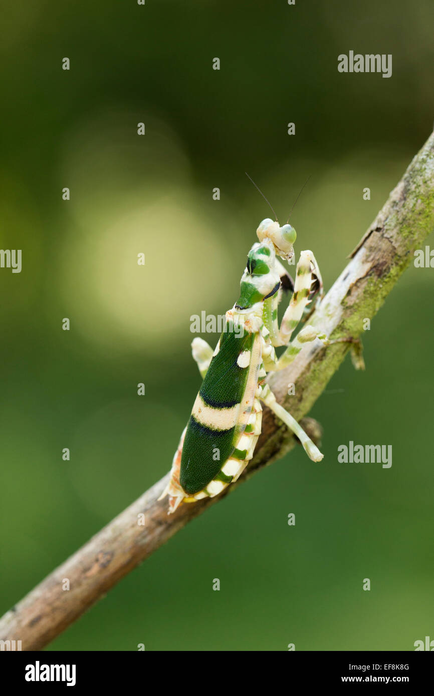 Banded flower mantis hi-res stock photography and images - Alamy