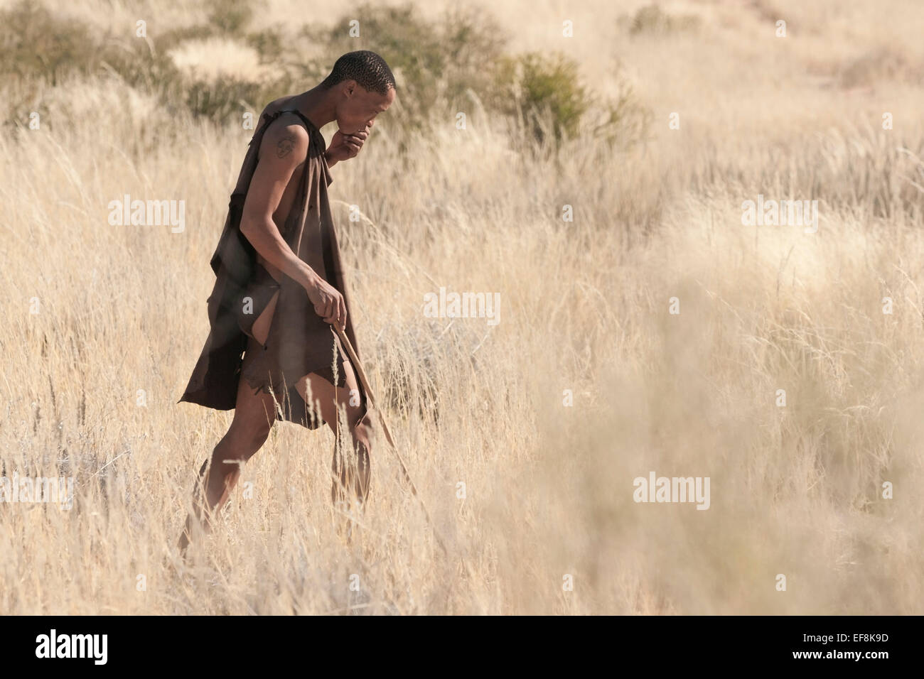 Lone Bushman wearing an animal skin tunic walks in tall grasses in the ...