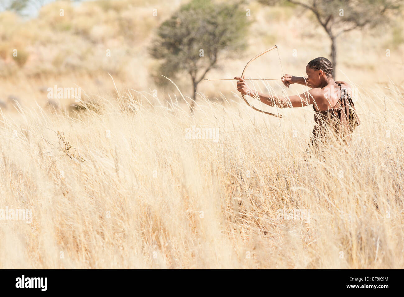 A Bushmen standing in tall grasses of the Kalahari uses a bow and arrow ...