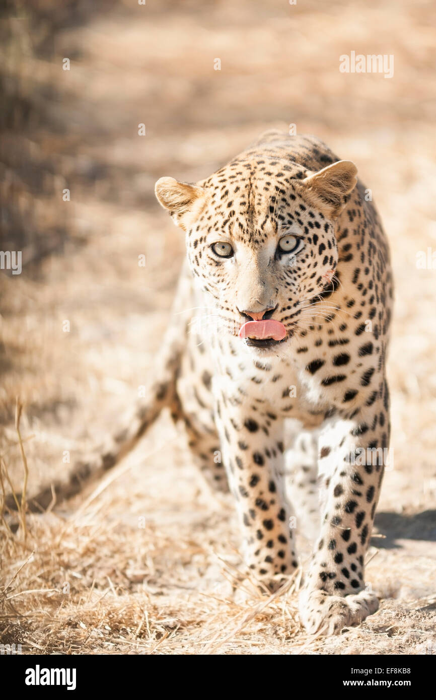 Leopard (Panthera pardus) licks its lips while looking straight ahead ...