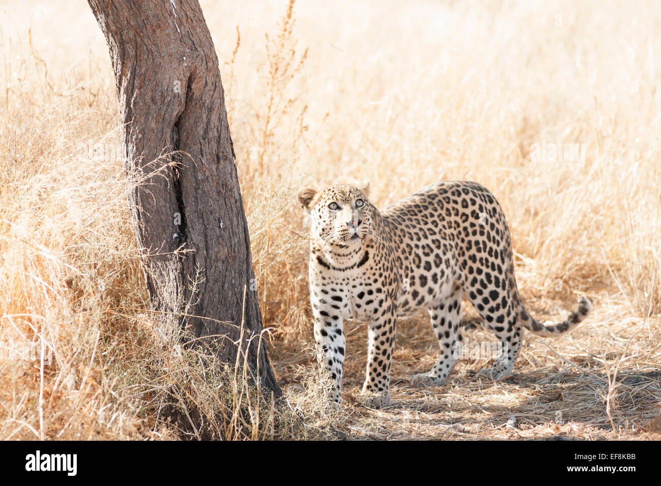 Leopard (Panthera pardus) looks up from a standing position near a tree ...