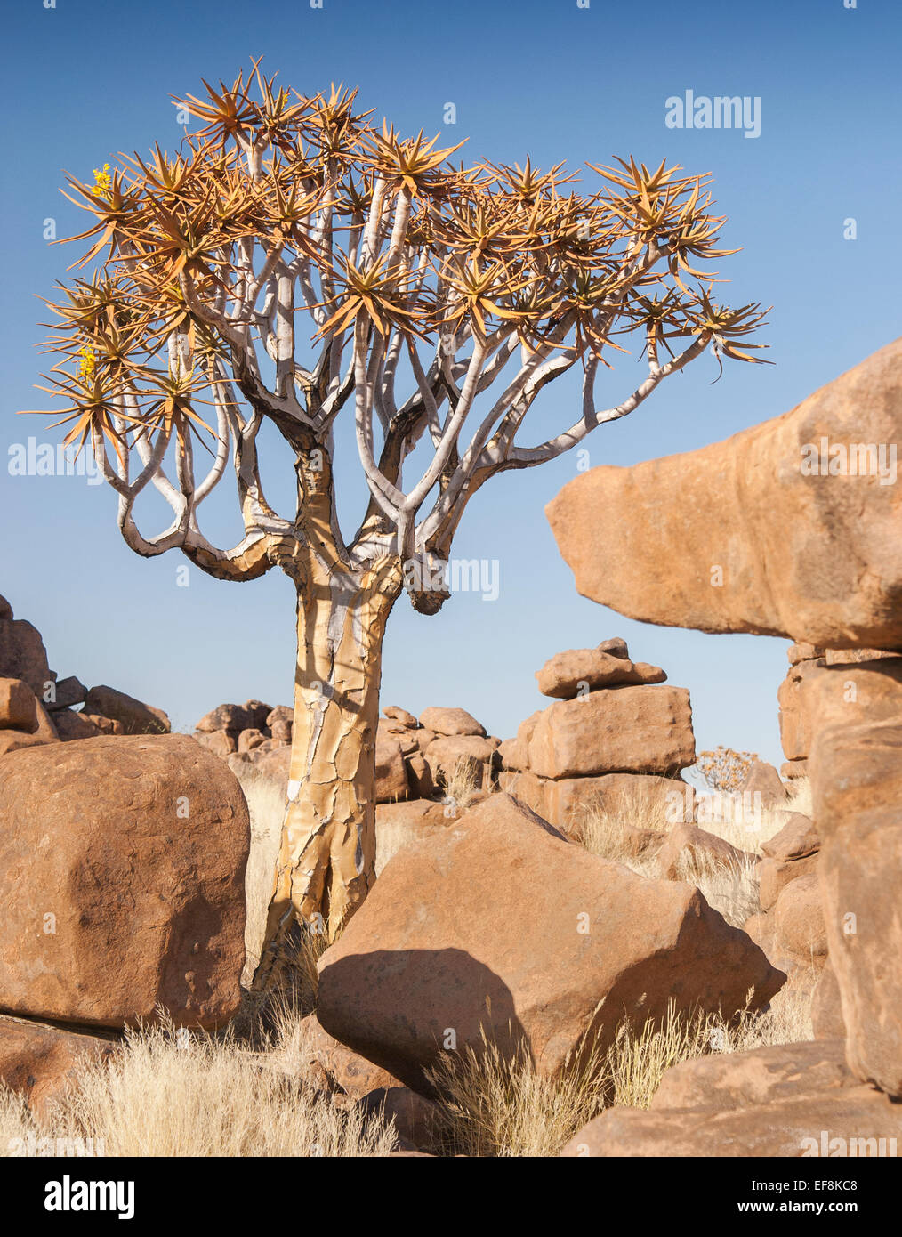Quiver tree, Namibia, Africa Stock Photo - Alamy