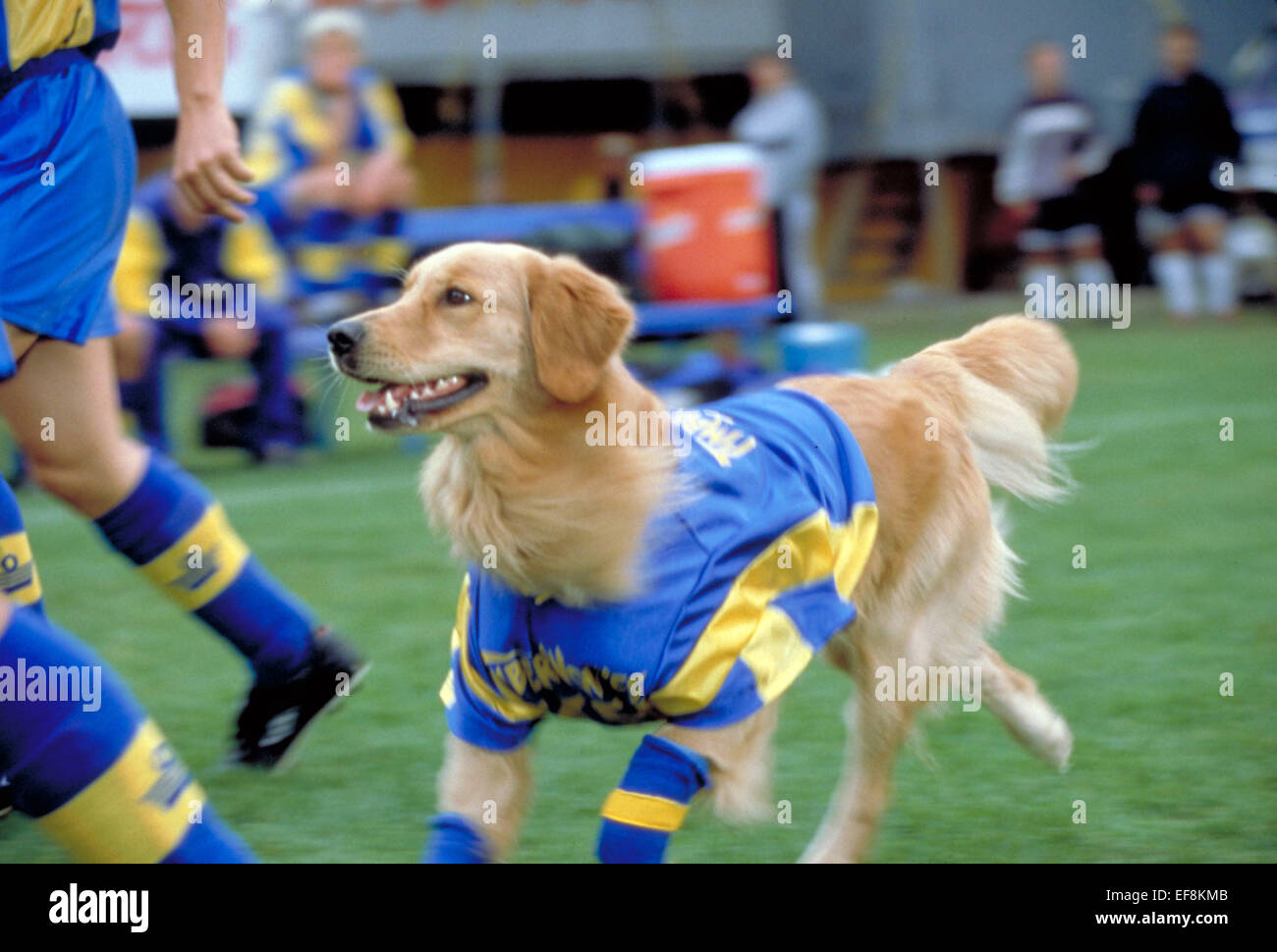 Air Bud Dog High Resolution Stock Photography and Images - Alamy