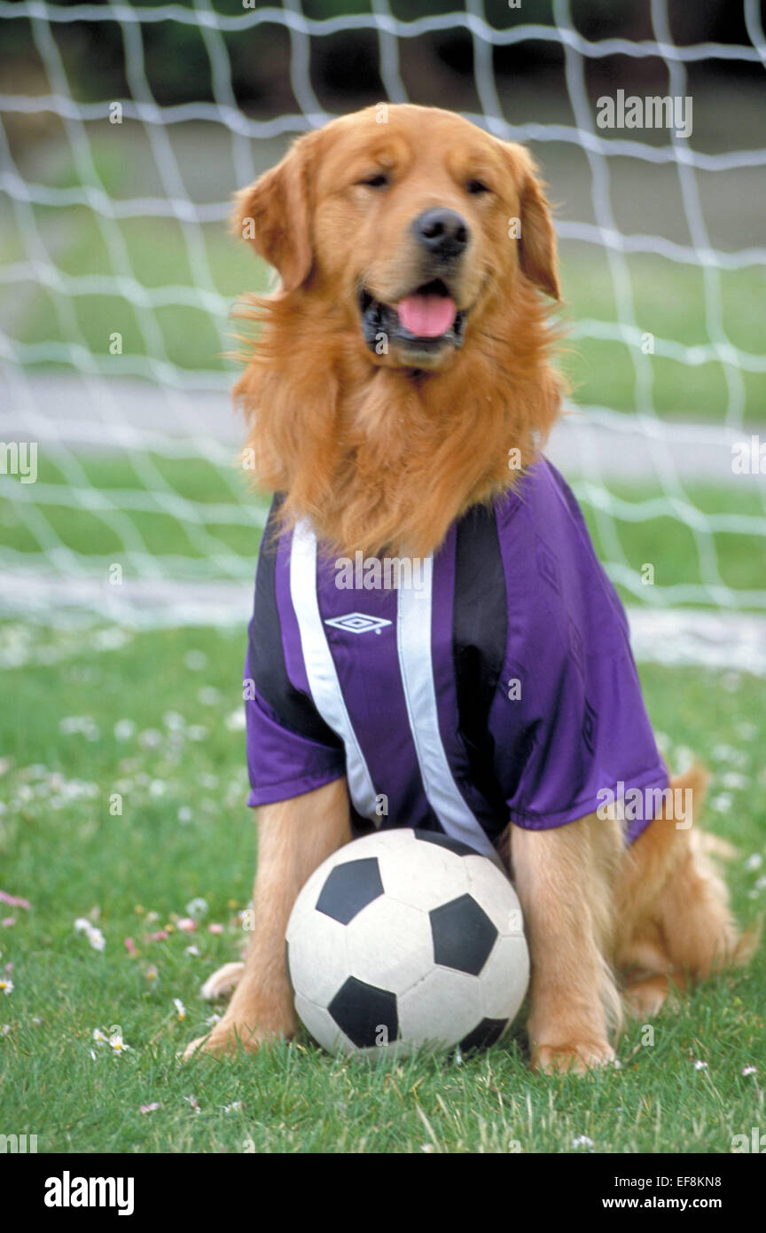 Air Bud Dog High Resolution Stock Photography and Images - Alamy