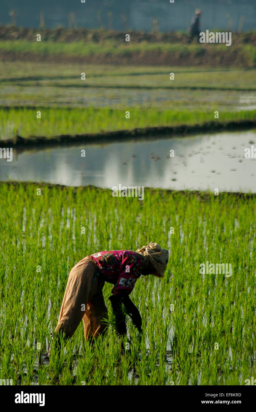 Woman farmer cultivating rice in Bandung, West Java, Indonesia Stock ...