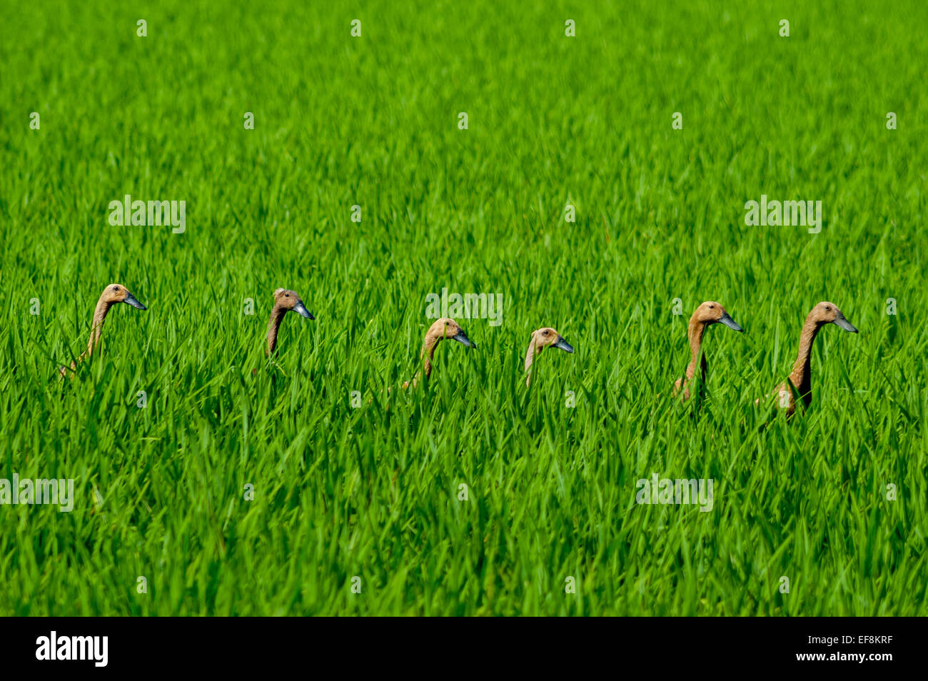 Indian runner ducks walking in a line through a rice field in Gede Bage ...