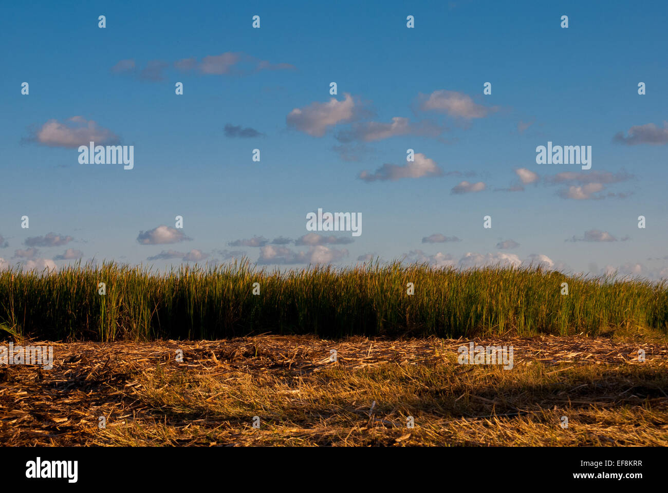 Grassland in Rote Island, Eastern Indonesia Stock Photo - Alamy