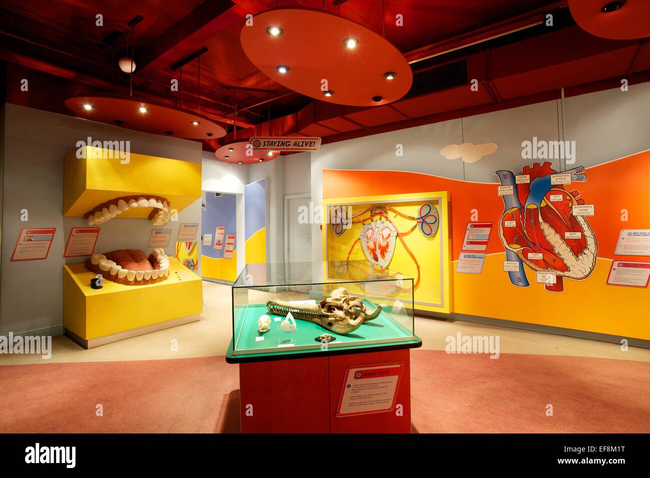 Inside the Thackray Medical Museum Stock Photo, Royalty Free Image ...