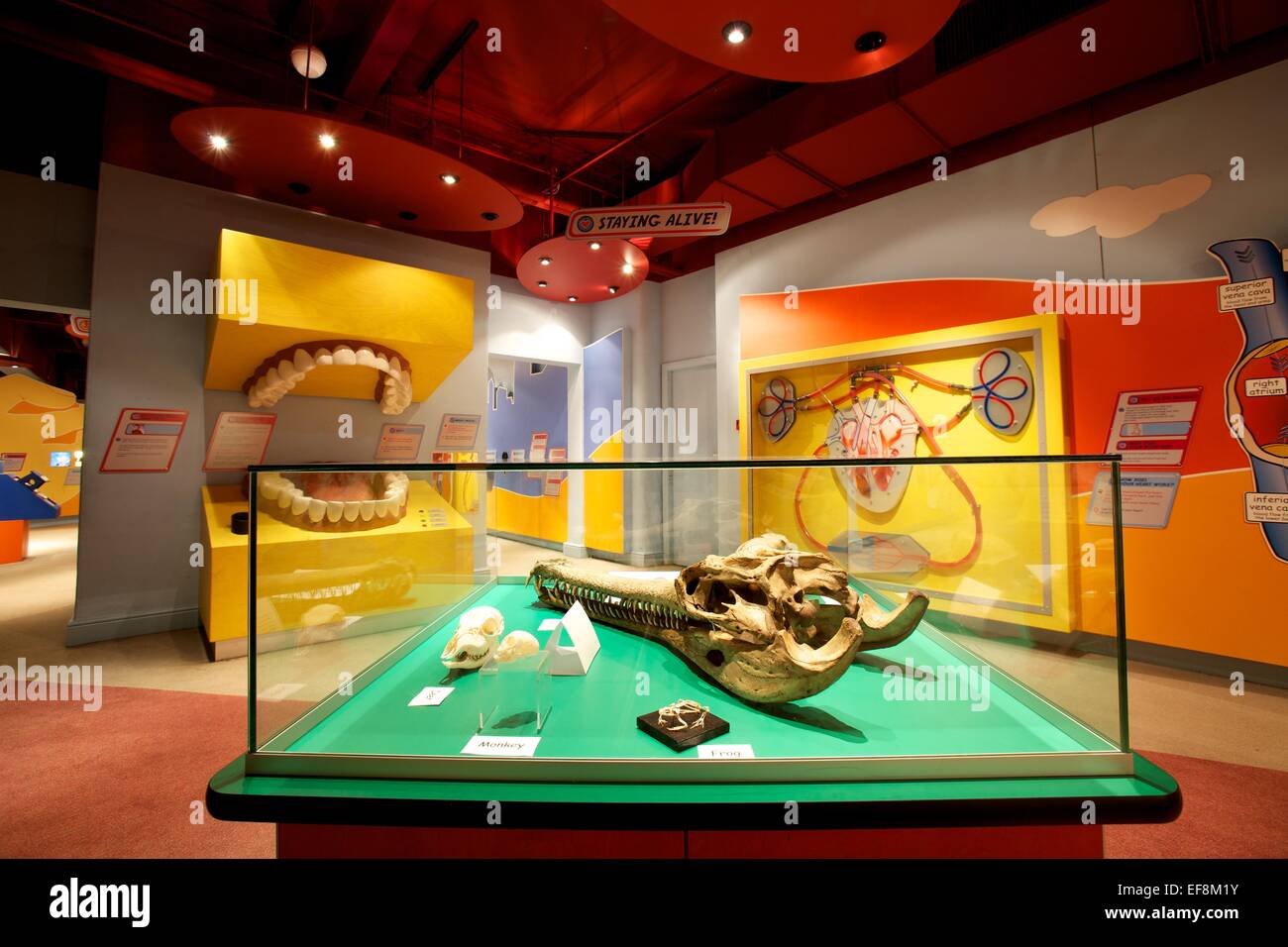 Inside shot of the thackray medical museum hi-res stock photography and ...