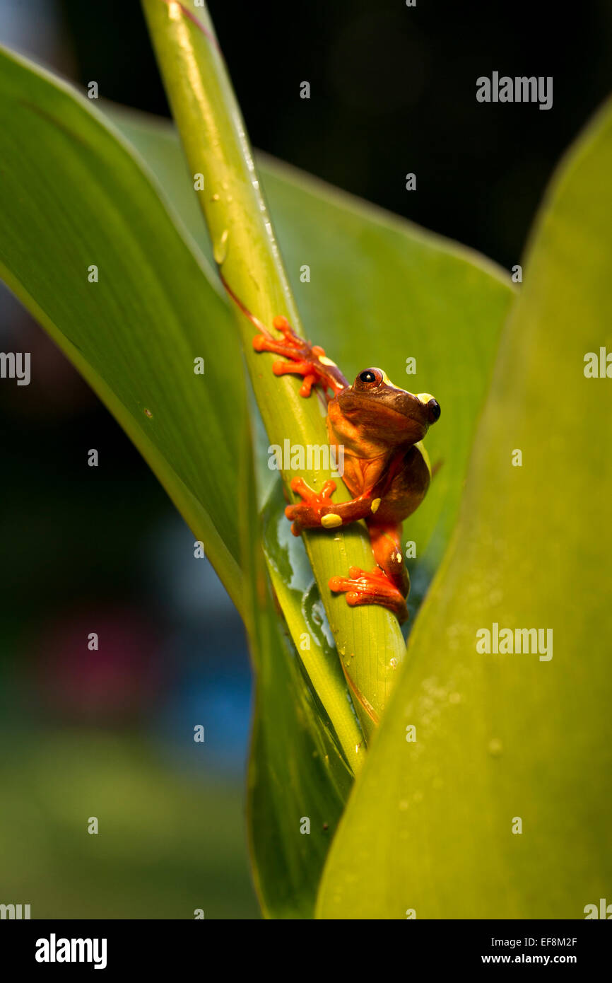 Surinam, Clown Tree Frog, hyla leucophyllata Stock Photo - Alamy