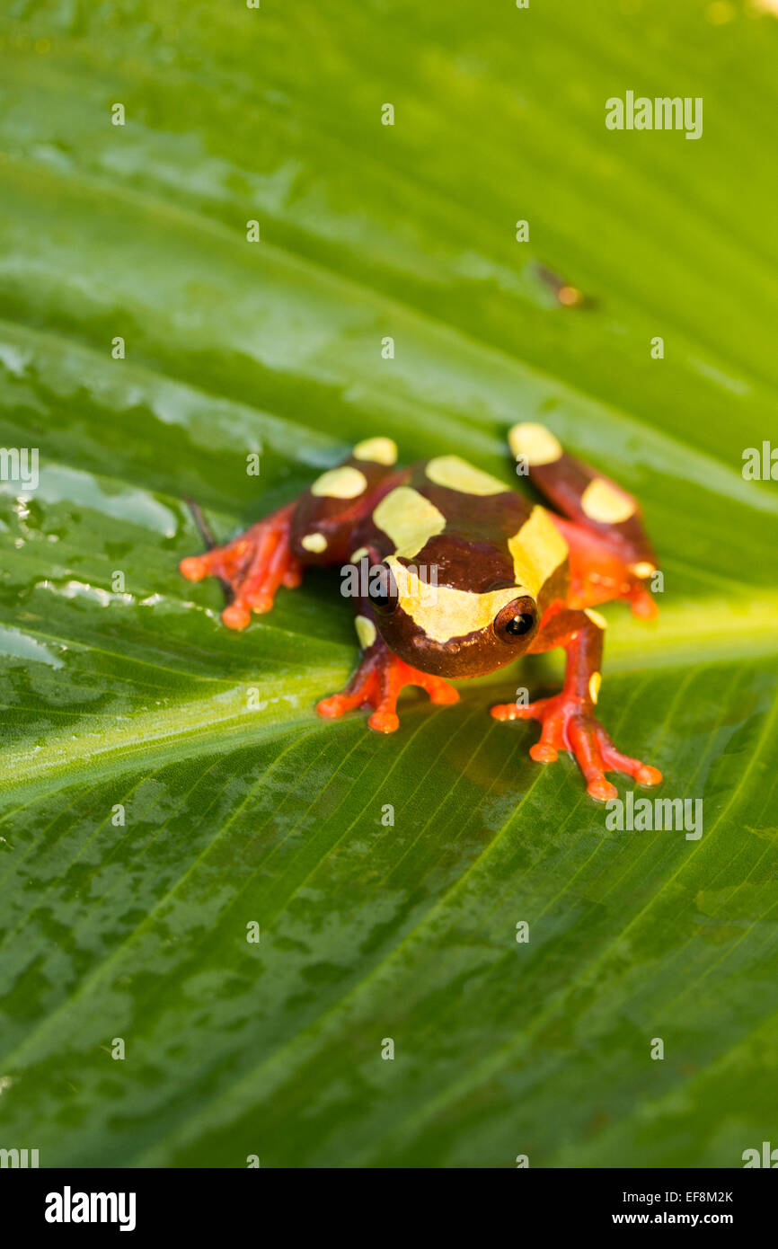 Surinam, Clown Tree Frog, hyla leucophyllata Stock Photo - Alamy